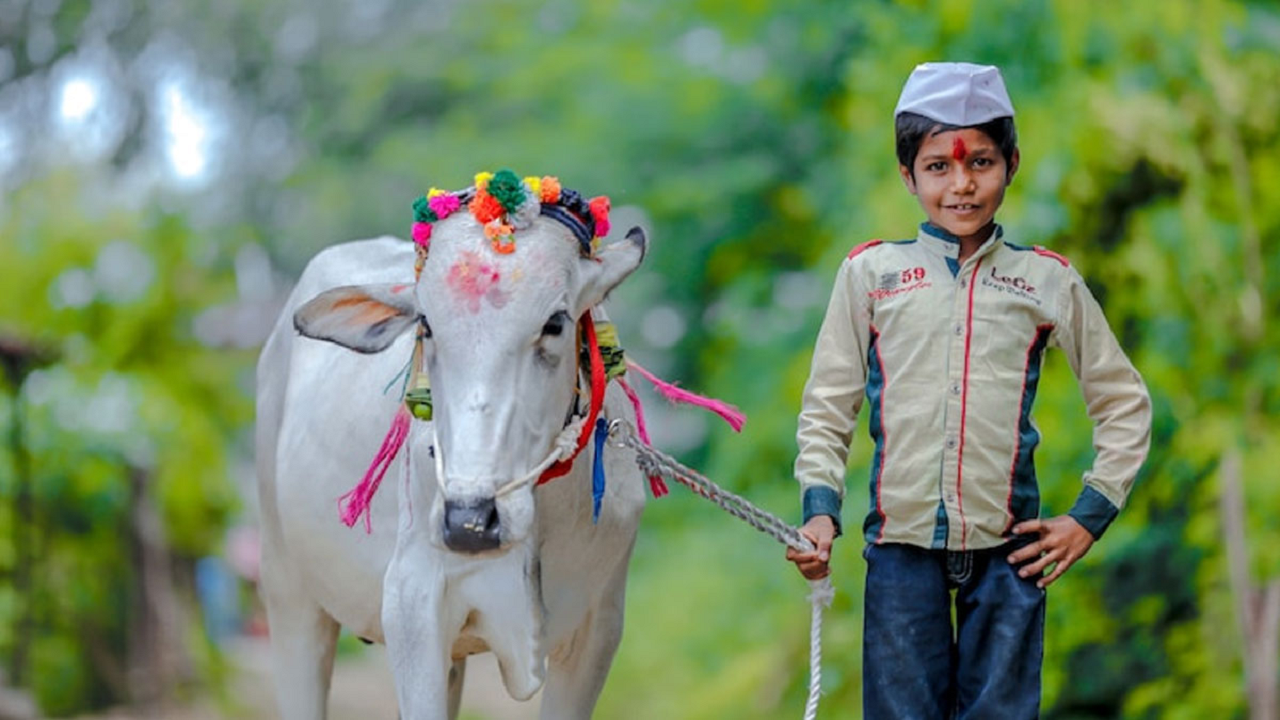 bail pola 2023 Significance in Marathi why exactly bail pola celebrated farmers- Bail Pola 2023 ...