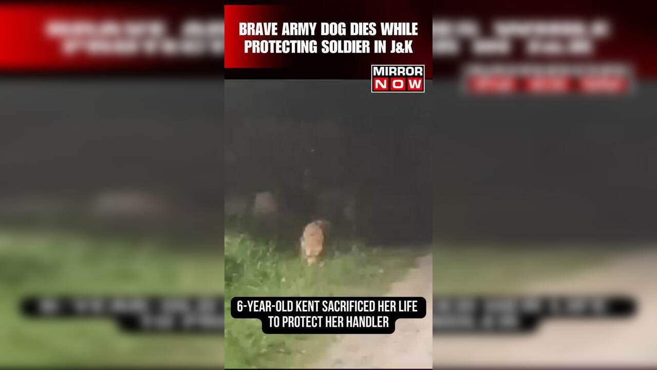 Watch | Army Remembers Brave Dog Kent Who Died While Saving Soldier