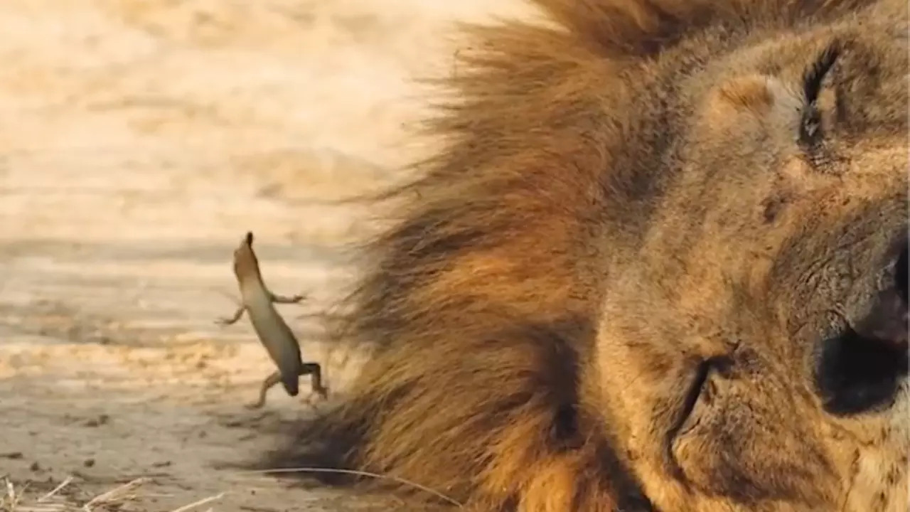 Unlikely Symbiosis: Lizard Catches Fly Annoying Sleeping Lion In Viral ...