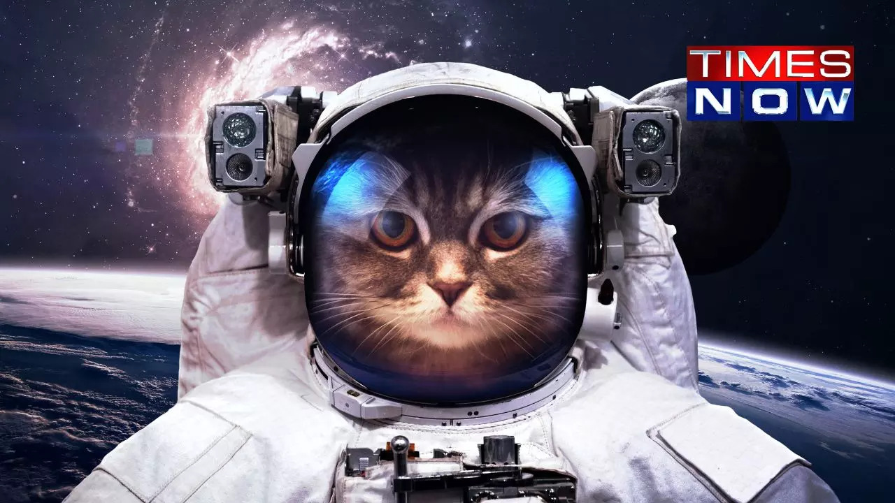 Catstronaut Félicette: The French Cat Who Went to Space and Lived to ...
