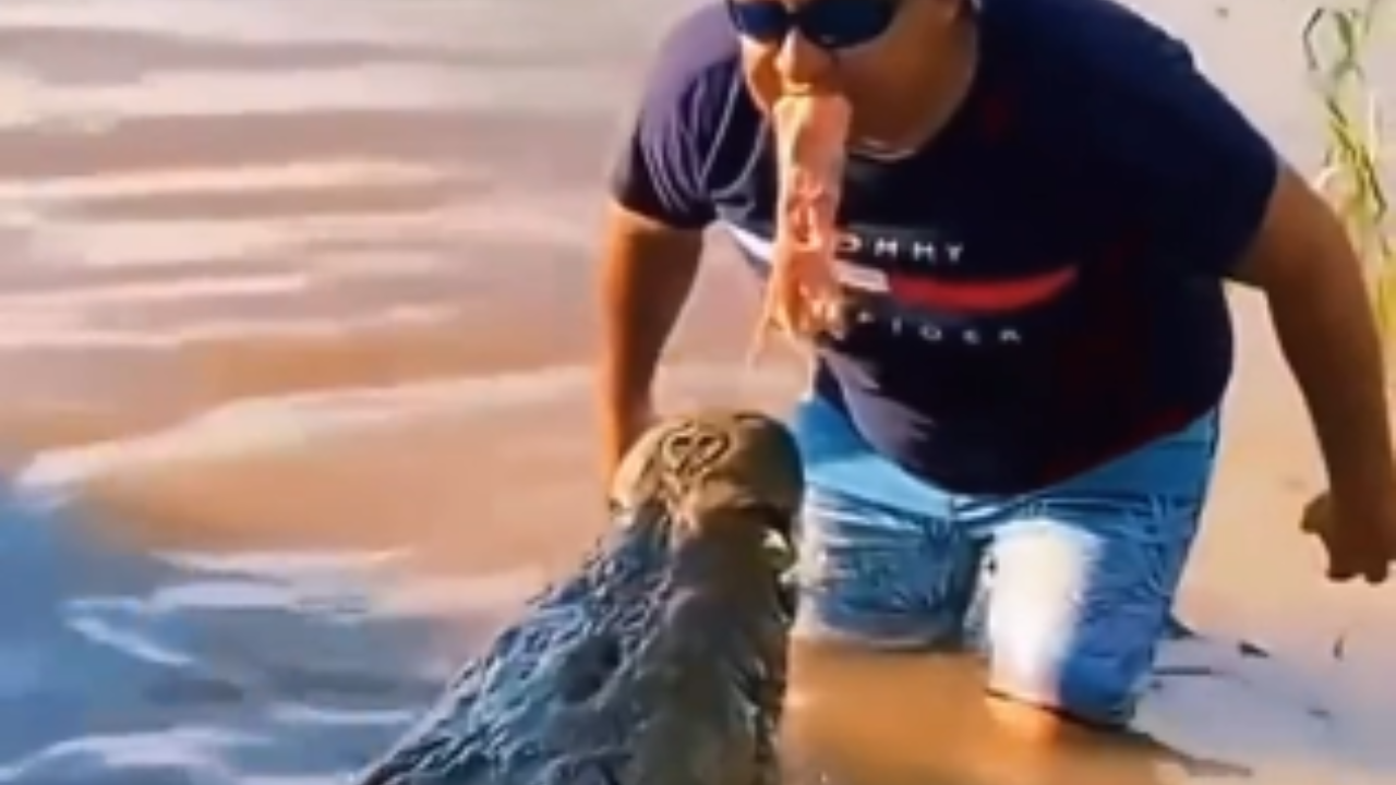 Man Tries To Play With Crocodile While Holding Piece Of Meat. Here's ...