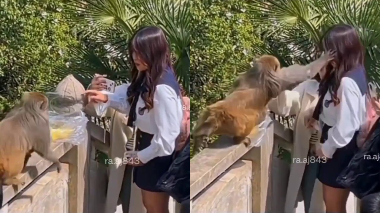 Monkey Slaps Girl After She Lovingly Gives Him Mangoes To Eat. Watch ...