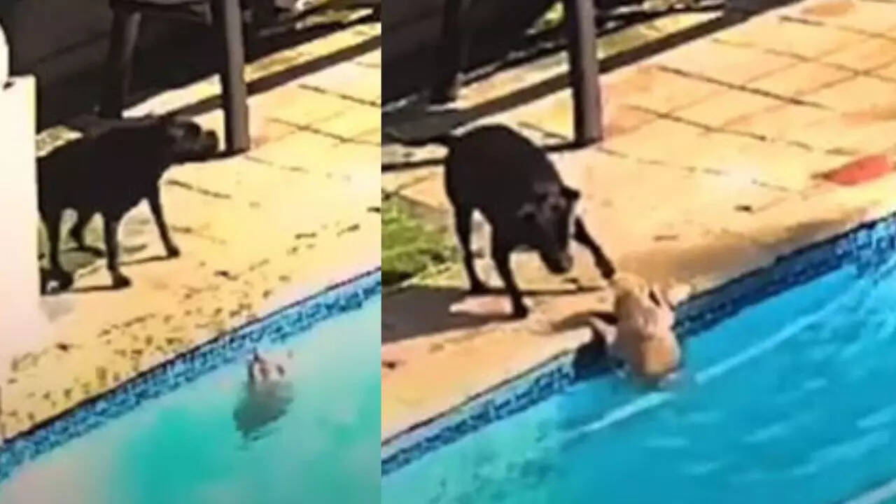 Dog Turns Saviour For Elderly Canine Friend Who Fell Into Pool, Viral ...
