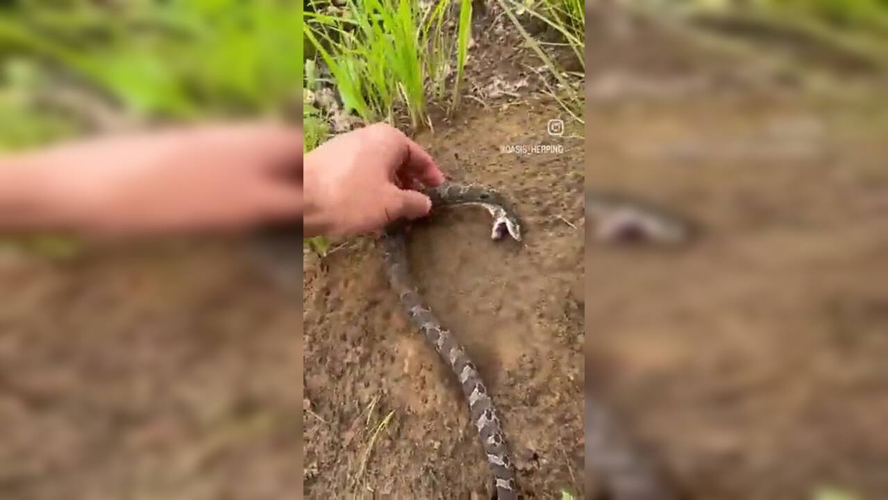 Viral Video: Snake Pretends To Be Dead To Avoid Predation | Times Now