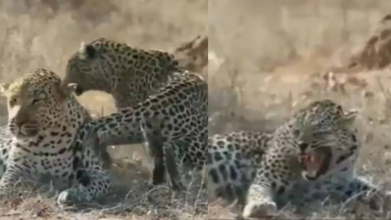 Female Leopard's Reaction After She Wakes Male Leopard Leaves Netizens ...