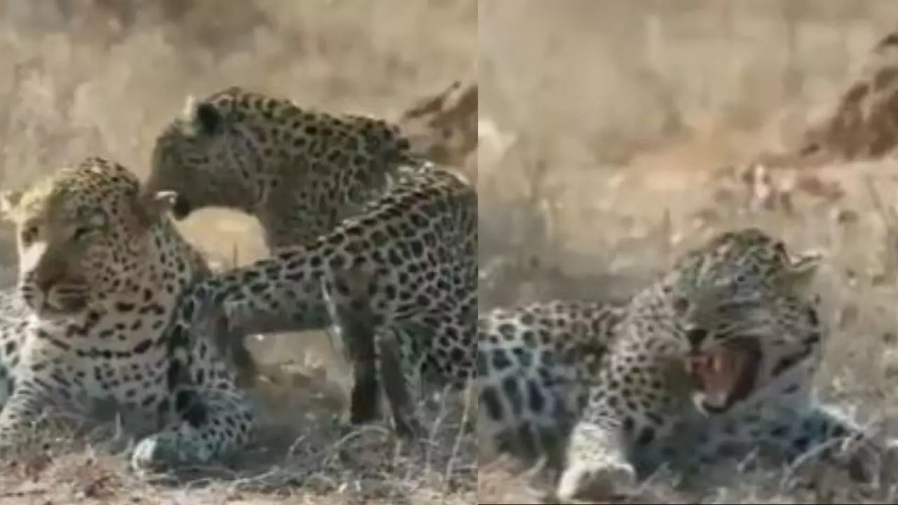 Female Leopard's Reaction After She Wakes Male Leopard Leaves Netizens ...