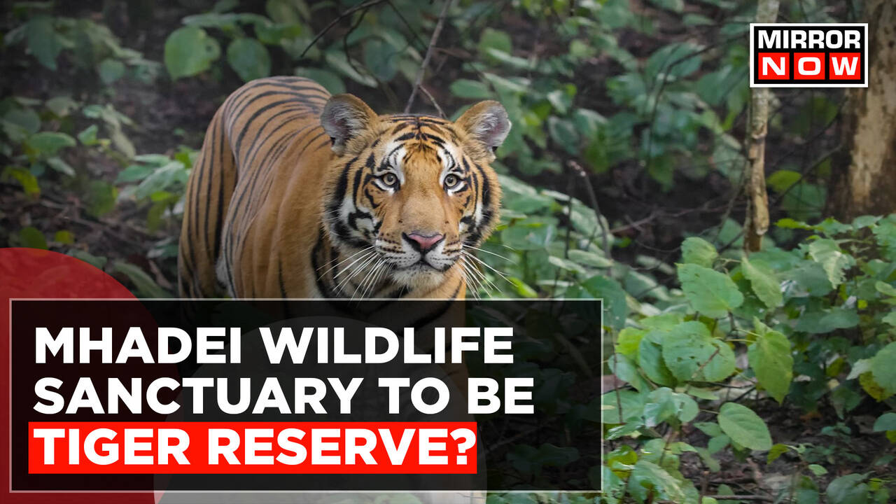 Goa Opposes 'Tiger Reserve' Tag For Mhadei Wildlife Sanctuary; Plea To ...