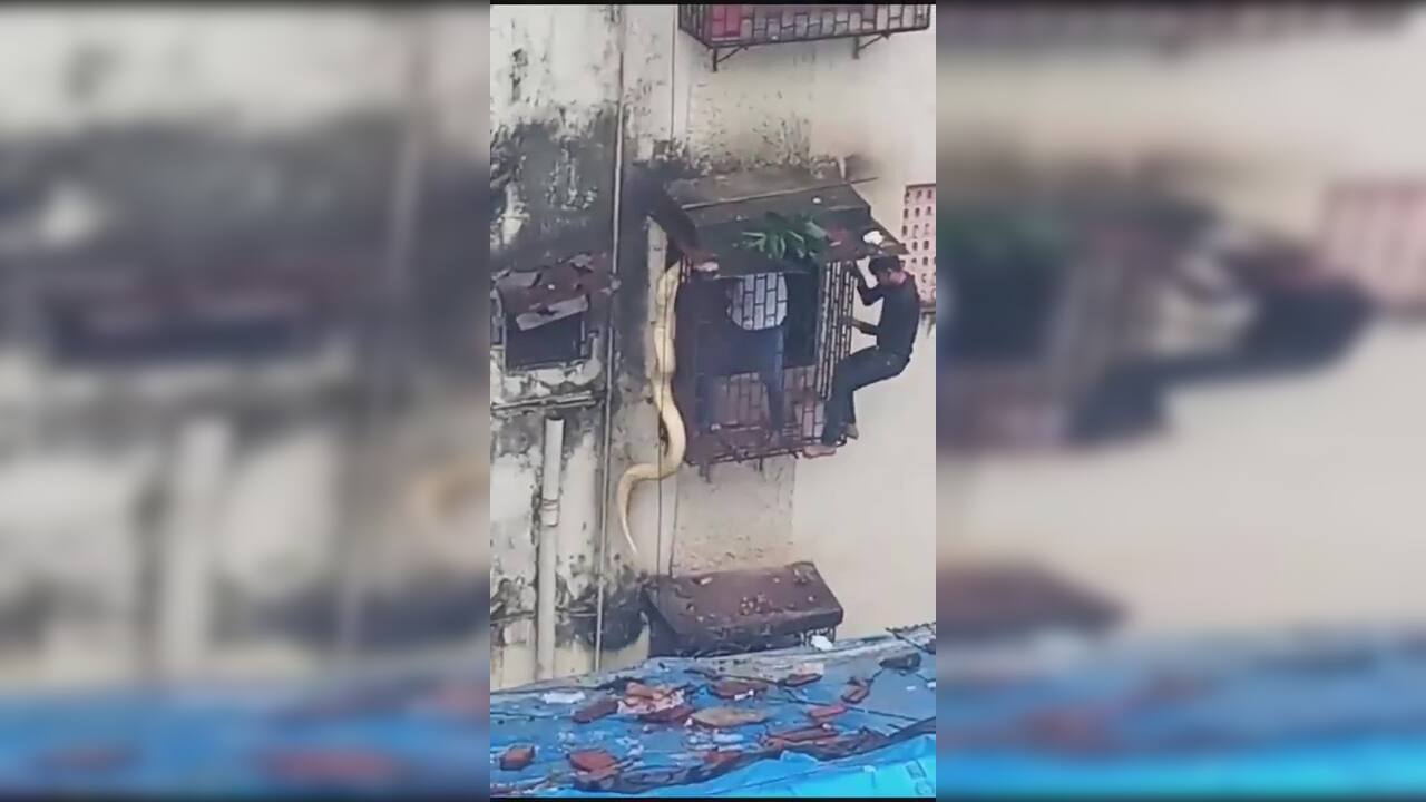 Viral Video: Snake Rescuers Drop Huge Python Dangling From Thane Home’s ...