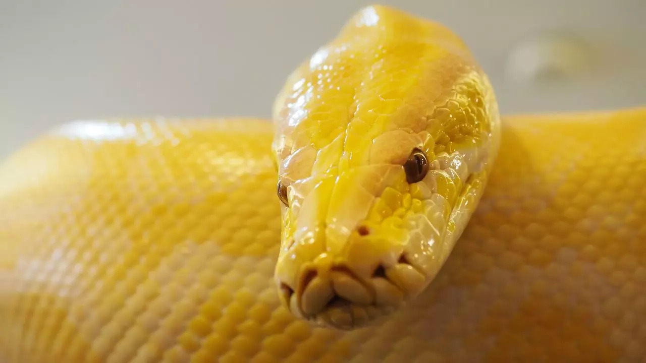 Python Caught By Two Men In Mumbai's Thane Building | Mumbai News ...