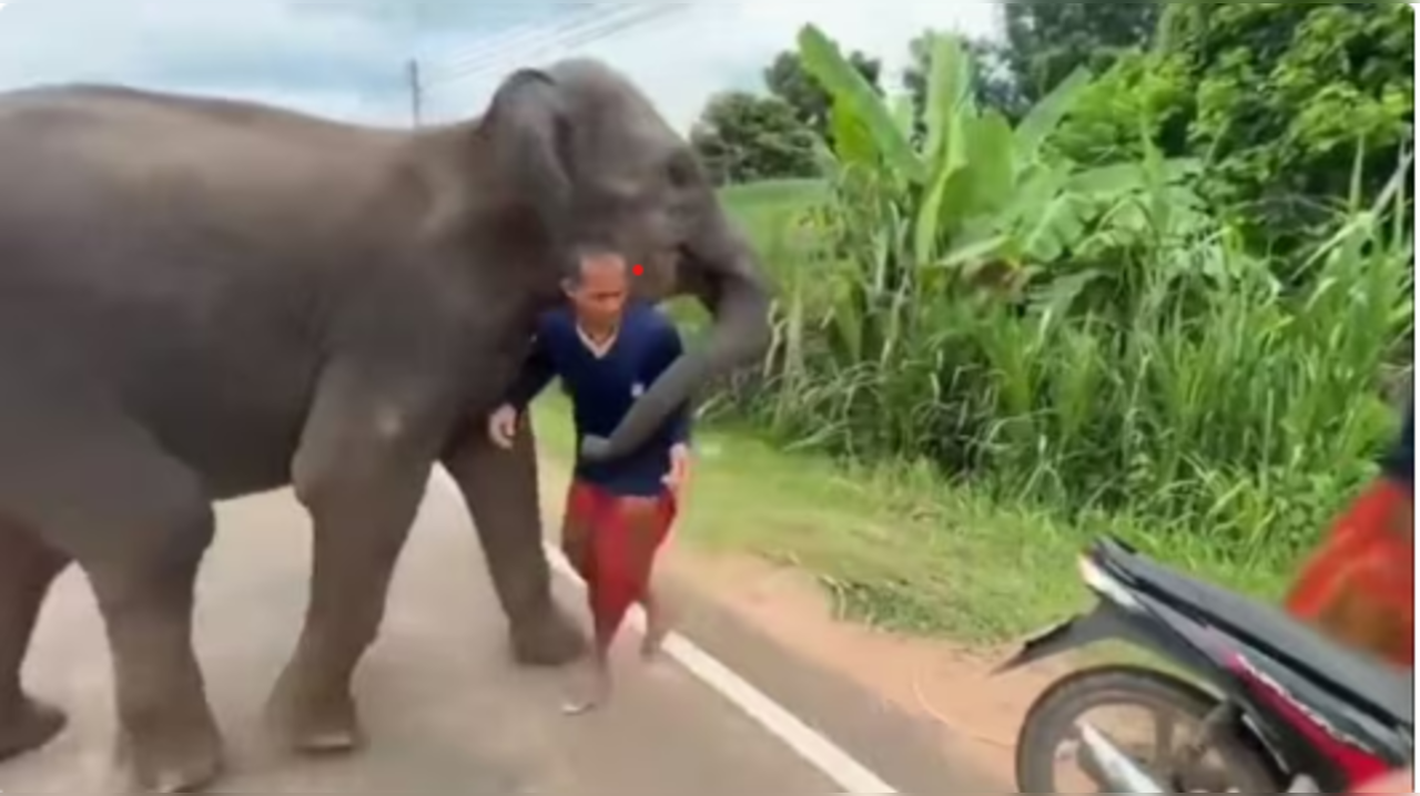 Viral Video: Elephant Refuses To Part Ways With Its Caretaker | Times Now