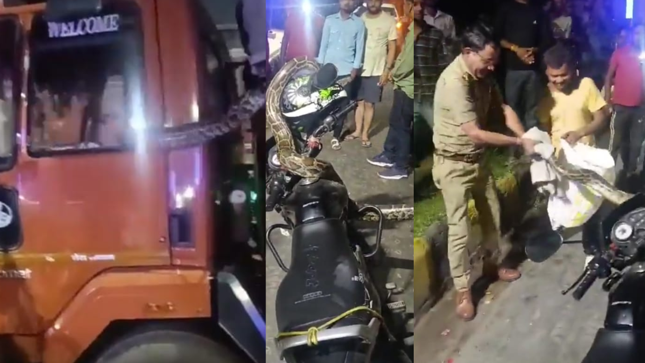 viral video in greater noida a python entered the truck see rescue video - ट्रकच्या केबिनमध्ये ...