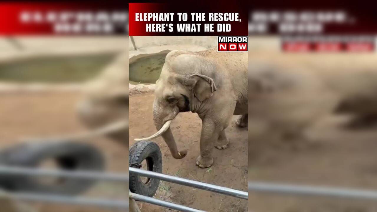 Viral Video Shows Elephant Returning Child's Shoe | #shorts | Times Now