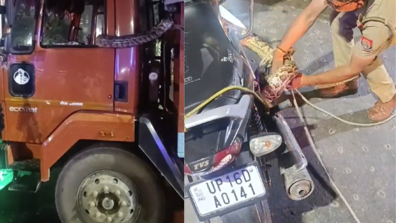 Huge Python Rescued From Truck In Greater Noida's Pari Chowk | Watch ...