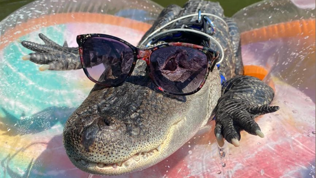 Emotional Support Alligator Wally Denied Entry Into Phillies Baseball ...