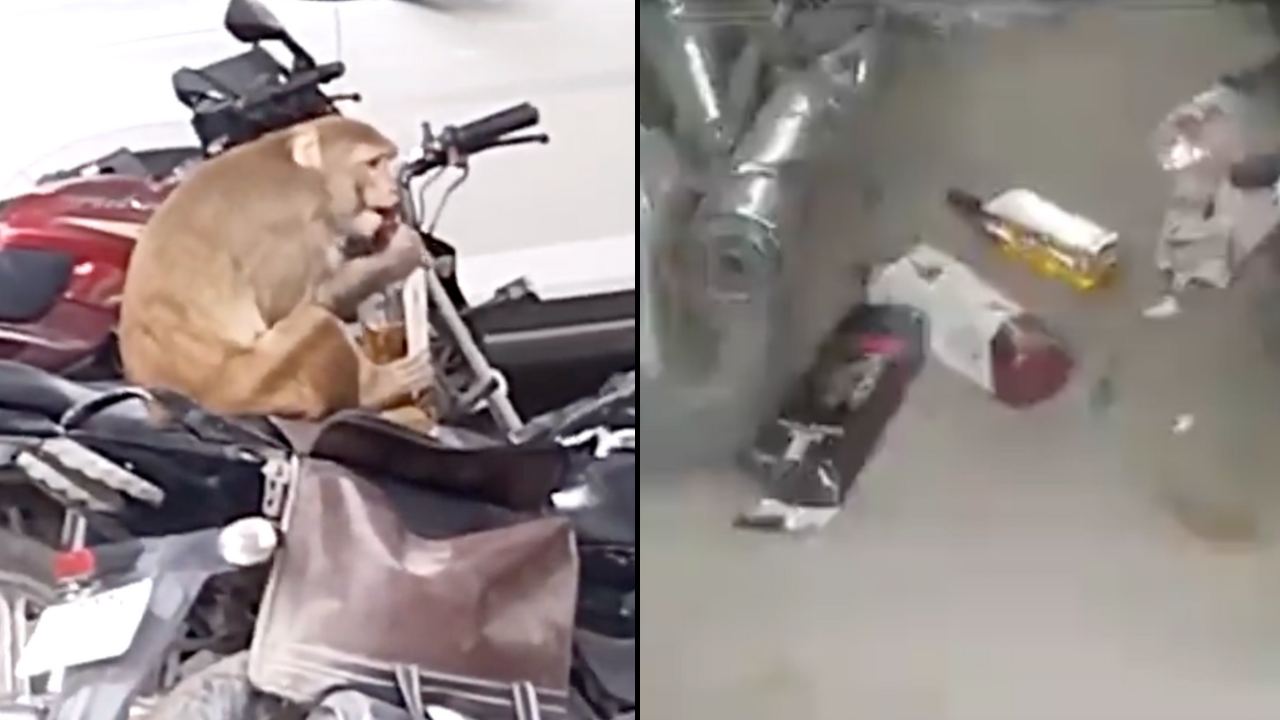Monkey Tries To Drink From Whisky Bottle Found At Kanpur Police Office ...