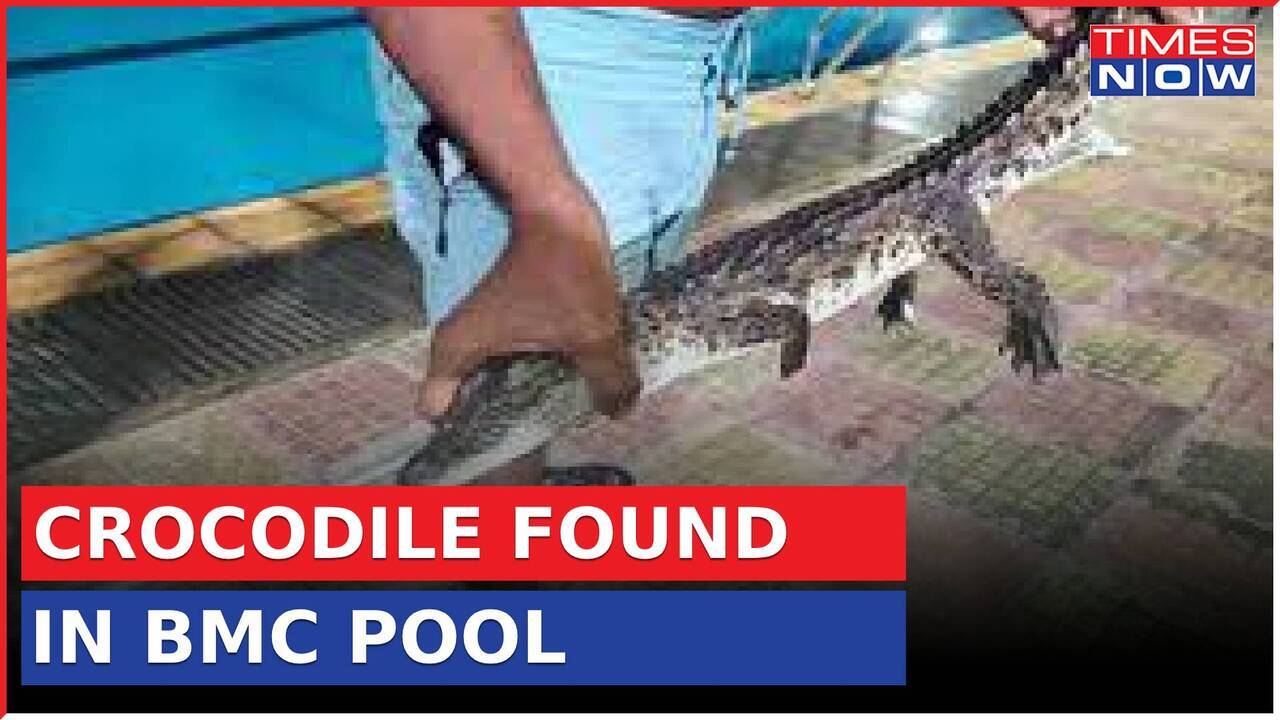 Crocodile Video Goes Viral | 2 Feet Long Crocodile Found In A BMC Pool ...