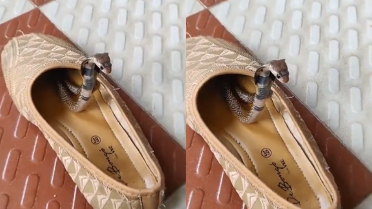 IFS Officer Shares Video Of Cobra Taking Refuge Inside Shoe | Watch ...