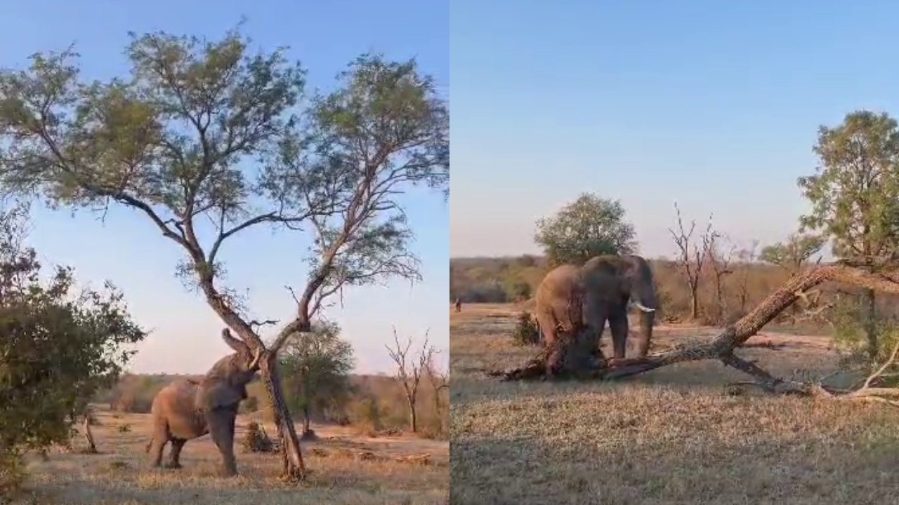 Elephant Shows Off Incredible Strength By Uprooting Tree, Viral Video ...