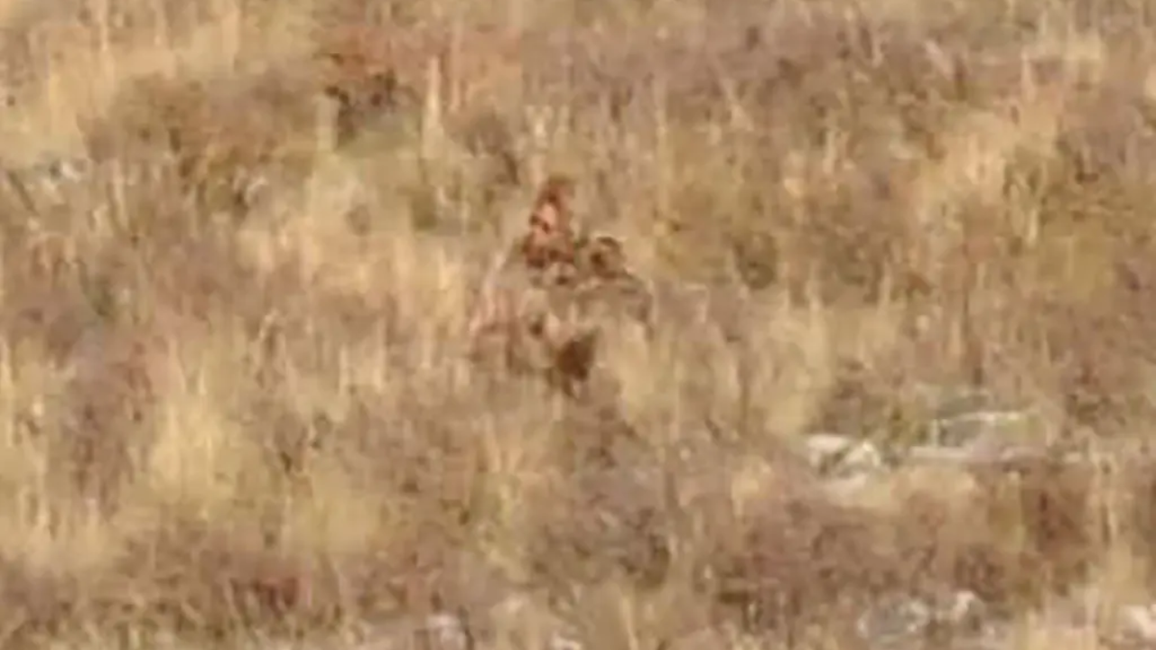 Caught on Camera: US Couple Captures 'Bigfoot' in Broad Daylight ...