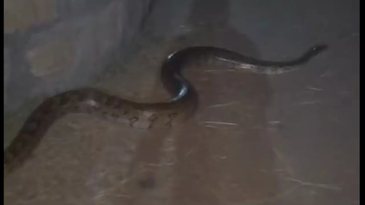 Caught on Camera: 10 feet Python Seen Crossing Road in Rajasthan's Kota ...