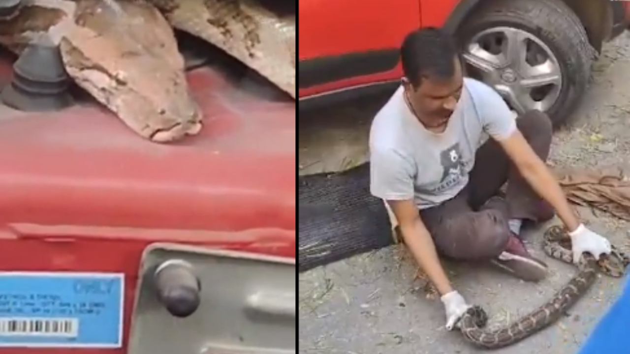 Viral Video: 6- foot long Jungle Carpet Python Found On Car Engine In ...