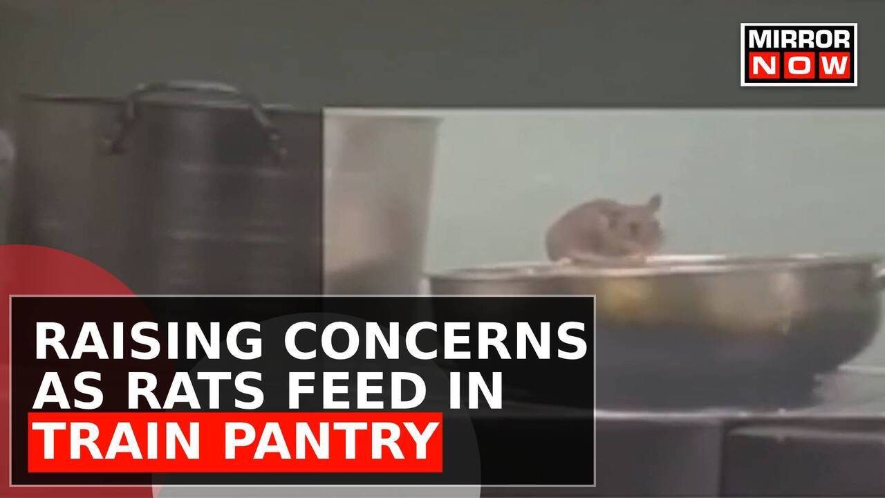 Viral Video Of Rats Eating In Train Pantry Raises Hygiene Concerns ...
