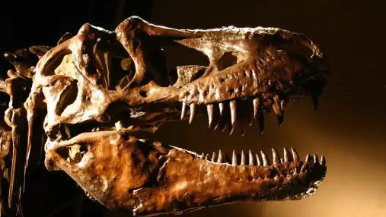 4 US Citizens Illegally Sold Dinosaur Bones Valued Over $1 Million To ...
