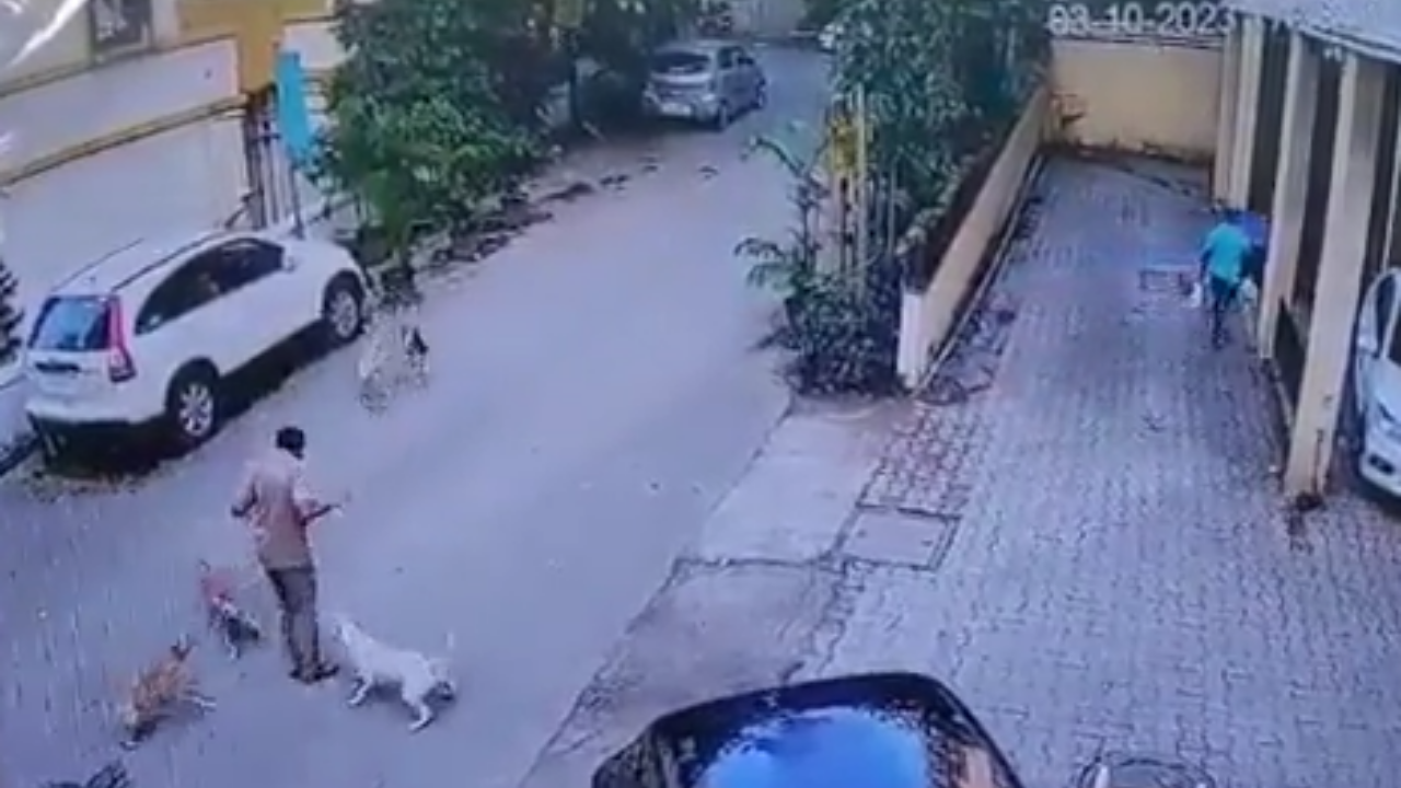 Video: Aggressive Stray Dogs Attack Postman In Mumbai's Powai, Watch ...