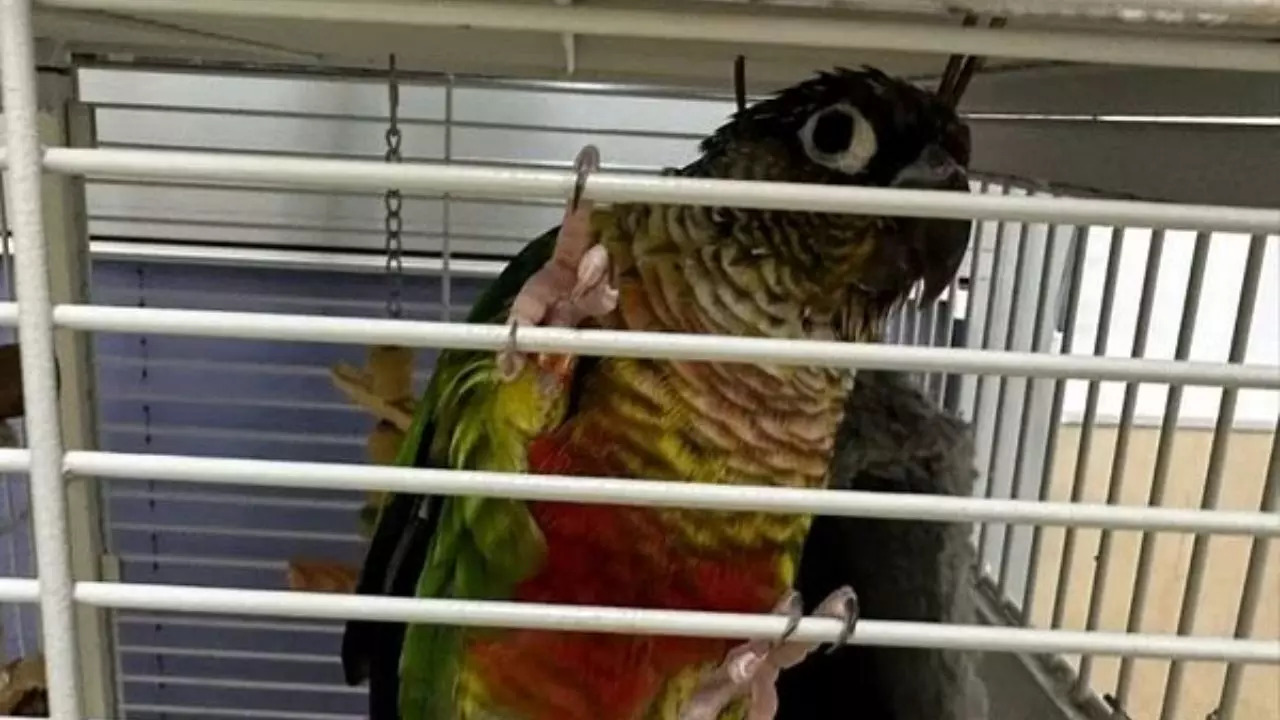 Israel's 'Iron Parrot' Finds Friends In MDA As It Awaits Reunion With ...