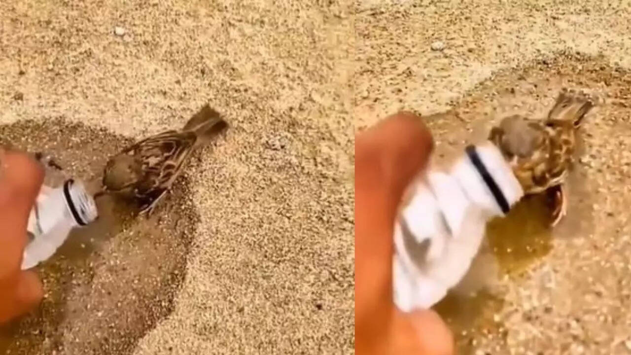 Man Saves Dying Sparrow In Heartwarming Clip | Watch Viral Video ...