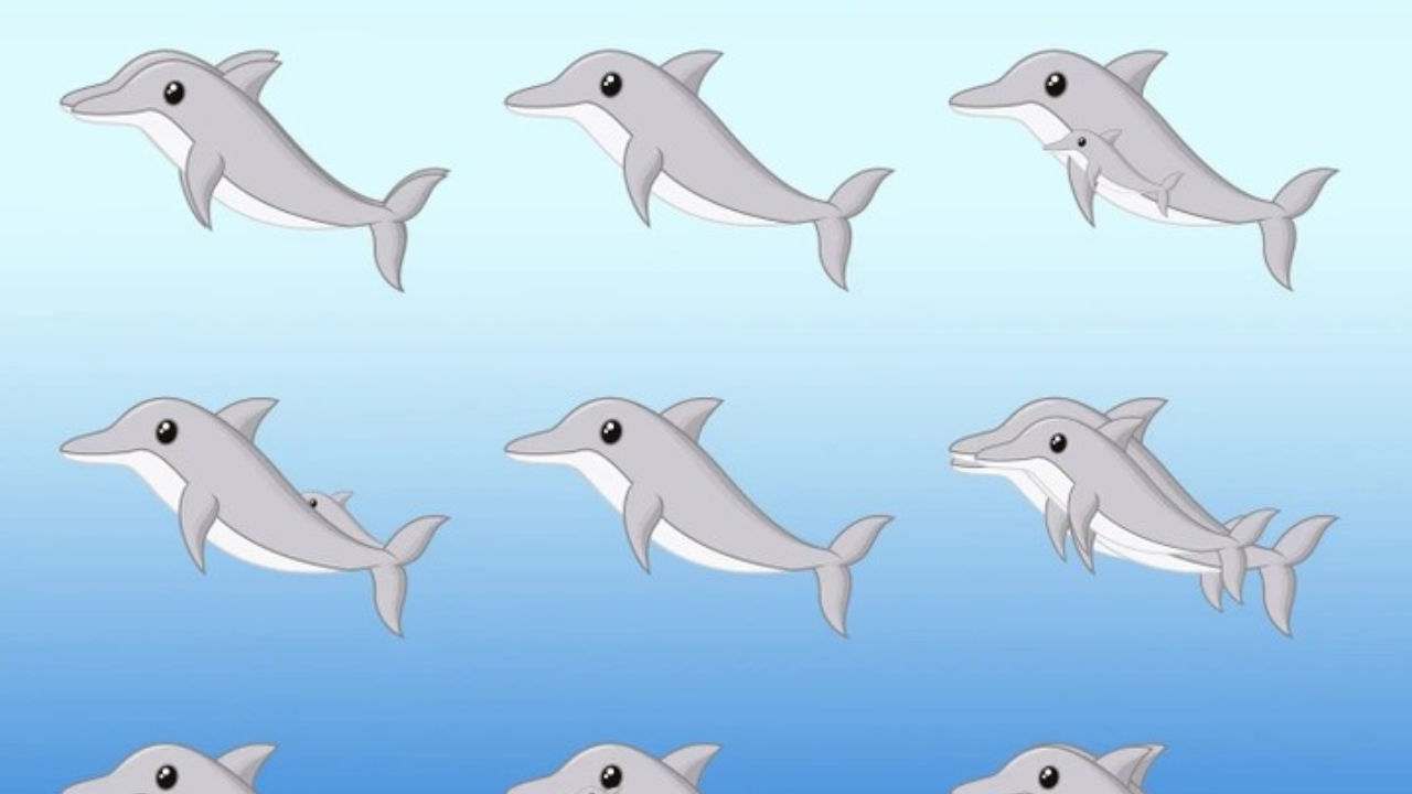 Optical Illusion: You're Smart If You Can Count The Number Of Dolphins ...