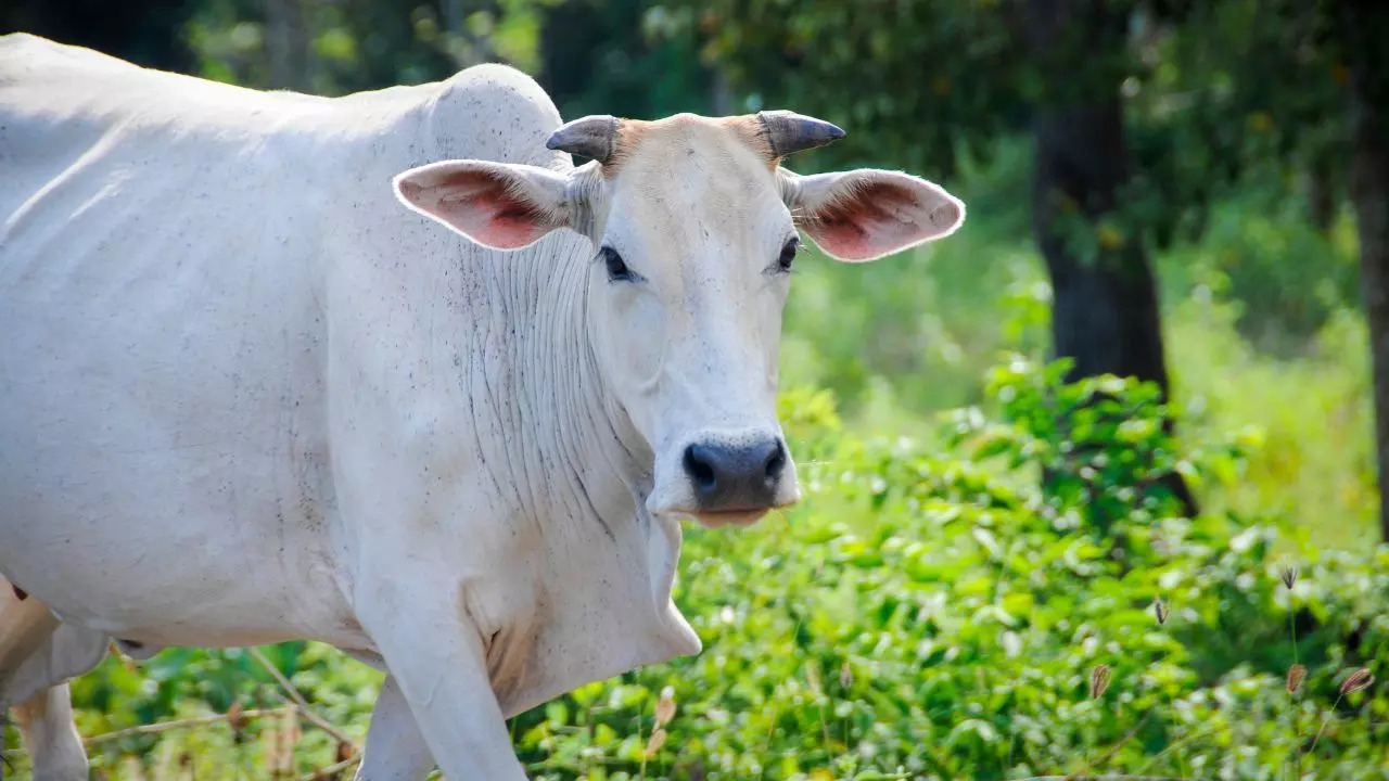 Unique 'Swayamvaram' Event Held for Pet Cow in Andhra Pradesh | India ...