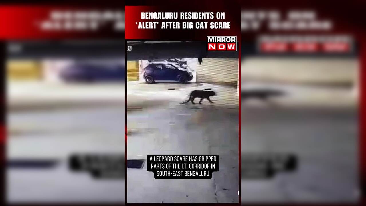 Bengaluru: Amid Leopard Scare, Trap Set to Catch Big Cat, Officials ...