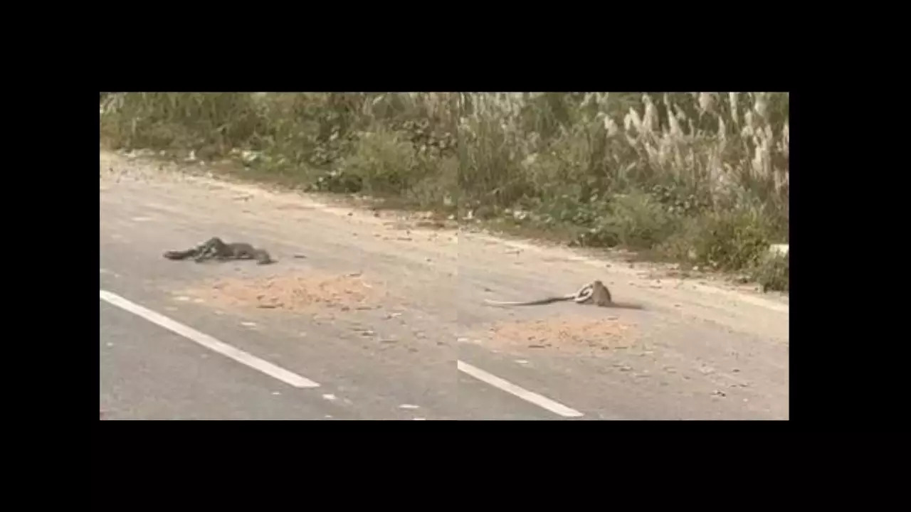 Viral Video Of Mongoose Fighting A Snake Leaves Netizens In Shock ...