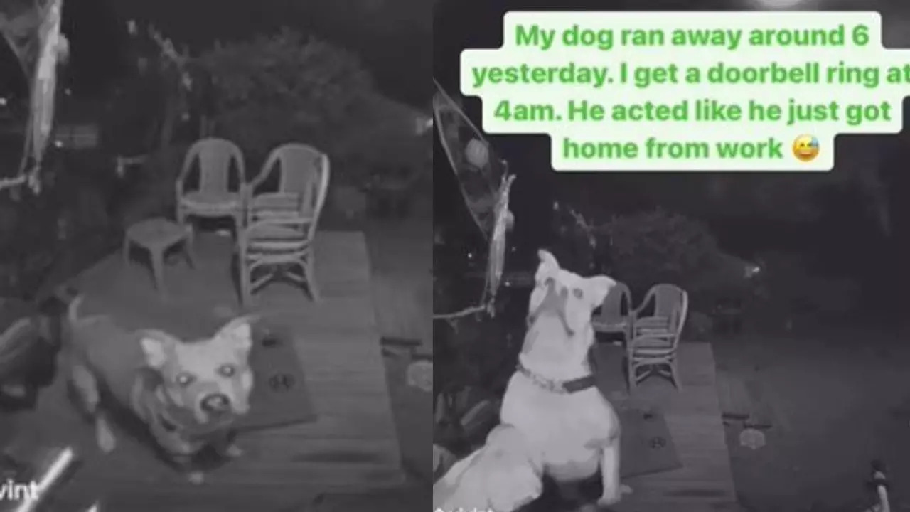 Dog Flees Home, Comes Back And Rings Doorbell Like Nothing Happened ...