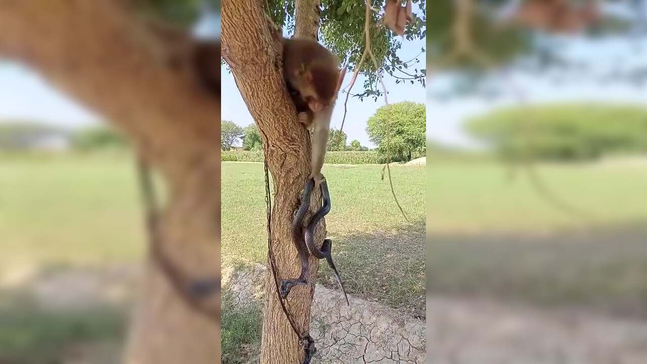 Fearless Monkey Plays With King Cobra, Viral Video Leaves Netizens ...