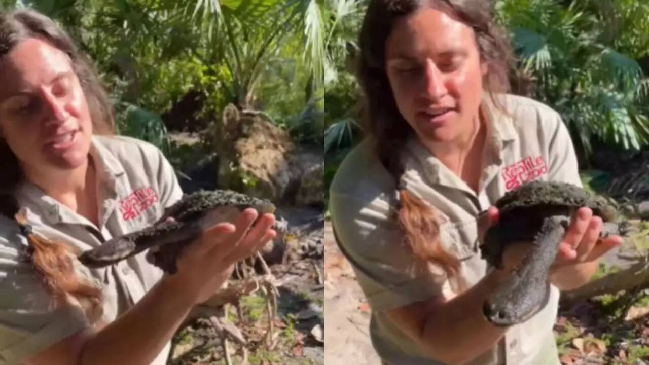 Viral Video: Turtle With 'Snake's Neck' Grabs Eyeballs | Watch | Times Now