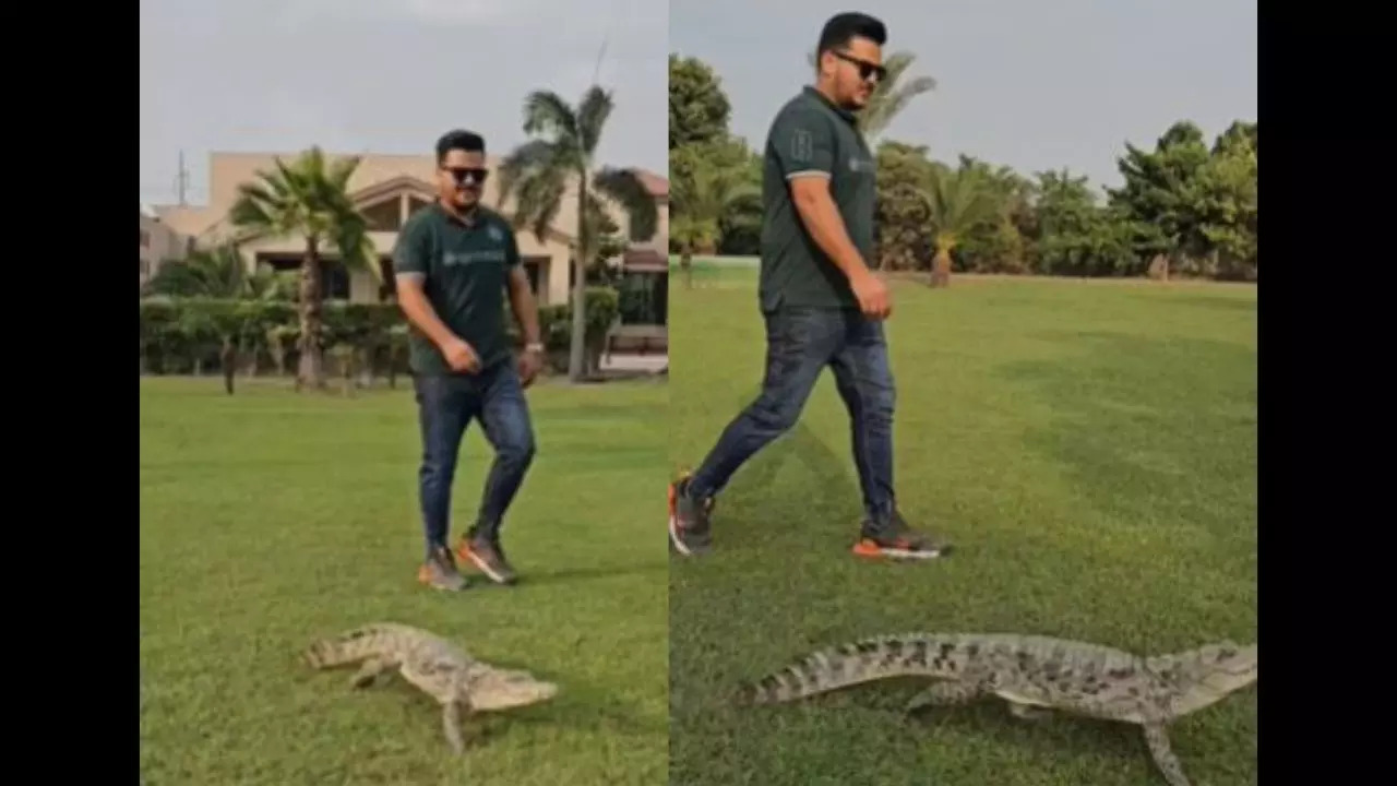 Man Takes Alligator For Brisk Walking In Bizarre Viral Video | Watch ...