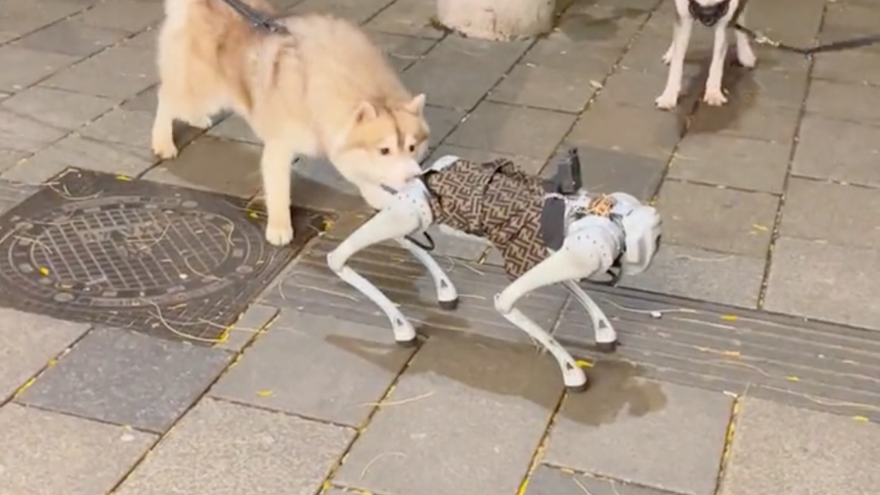 Two Siberian Huskies Met a Robot Dog, Then This Happened | Times Now