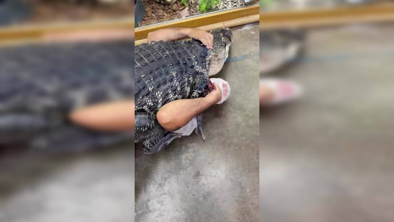 Viral Video: Man Cuddles With Massive Alligator, Almost Gets Crushed ...