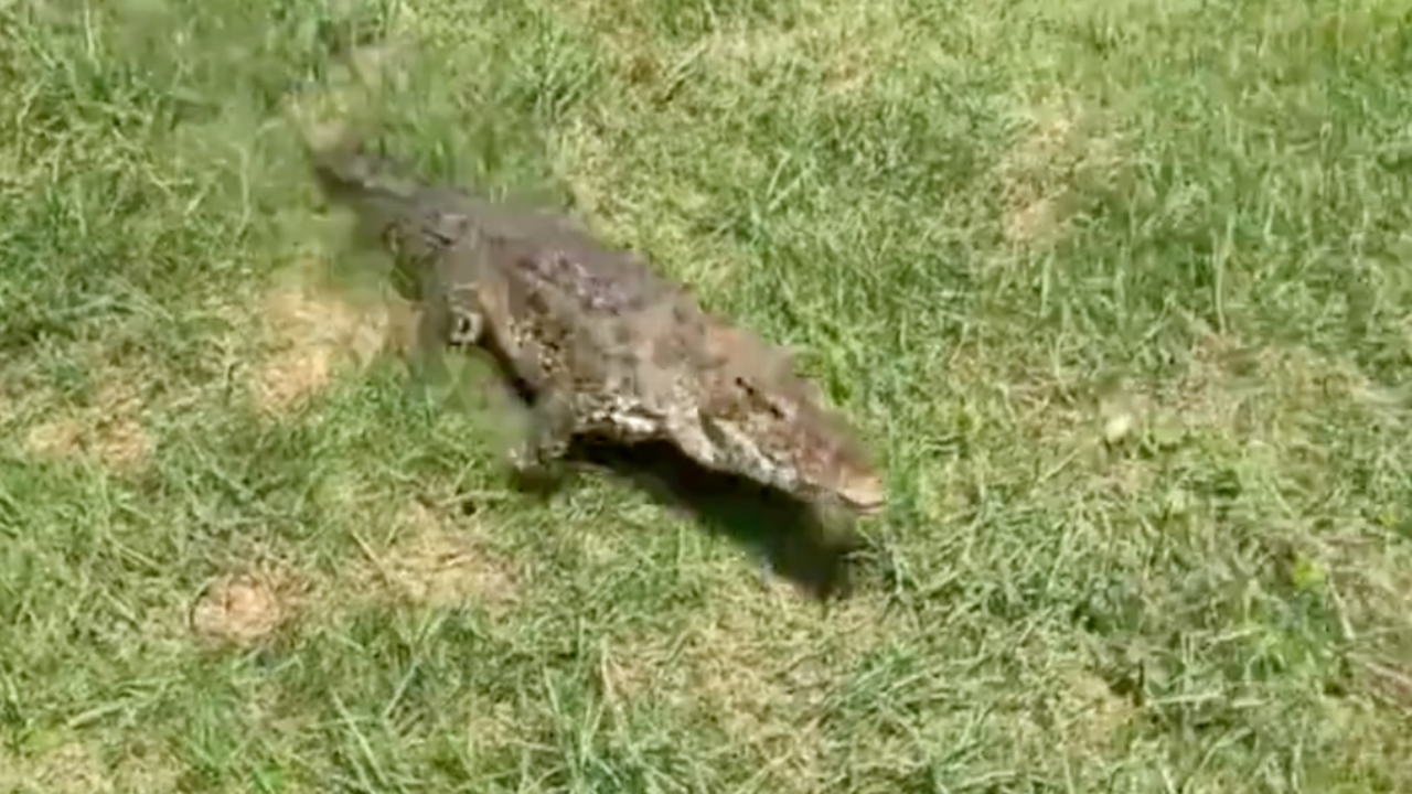 Galloping Crocodile Takes the Internet by Surprise in Viral Video ...