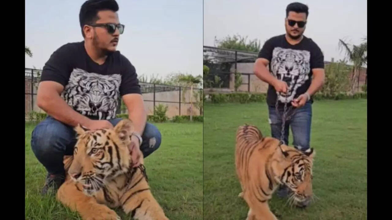 Viral Video: Man Sits On Pet Tiger In Bizarre Clip, Netizens Outraged ...