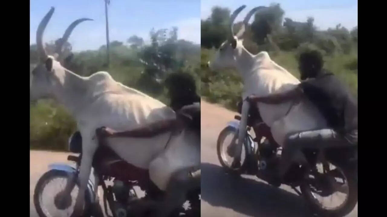 Viral Video: Man Riding With A Massive Bull On Bike Turns Heads Online ...