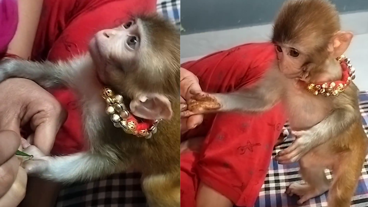 Baby Monkey Gets Mehndi Design on Hands, Netizens Say So Cute. Watch ...