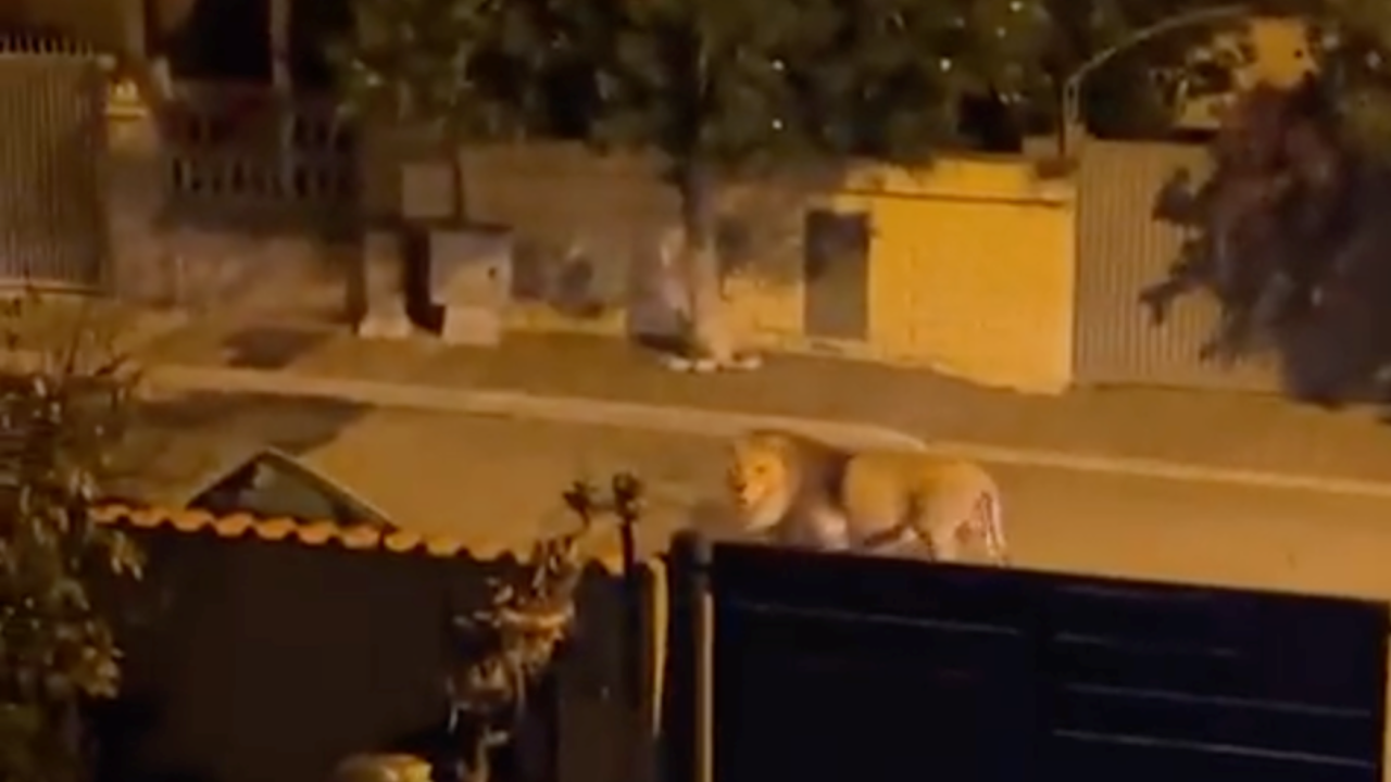 Viral Video: Escaped Circus Lion Wanders Streets in Italy | Times Now