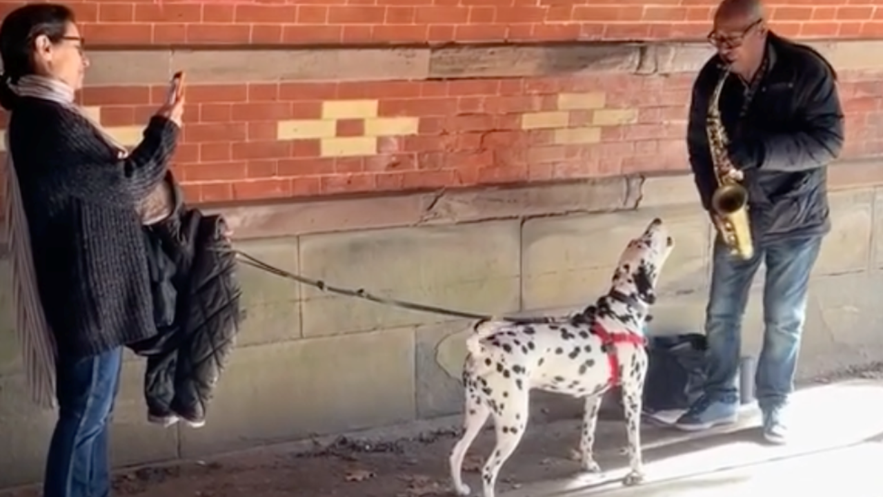 Viral Video: Dog Sings Along as Man Plays the Saxophone | Times Now