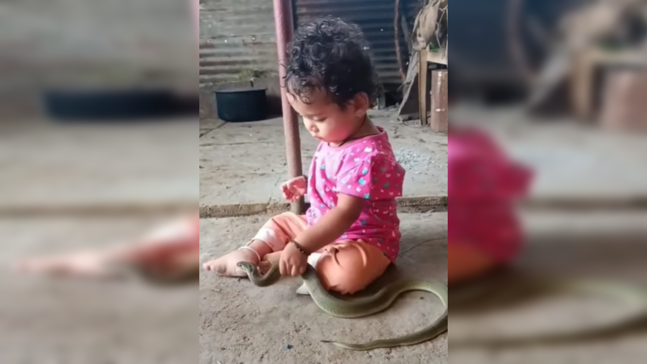 Viral Video Shows Toddler Playing With Snake Like A Toy | Times Now