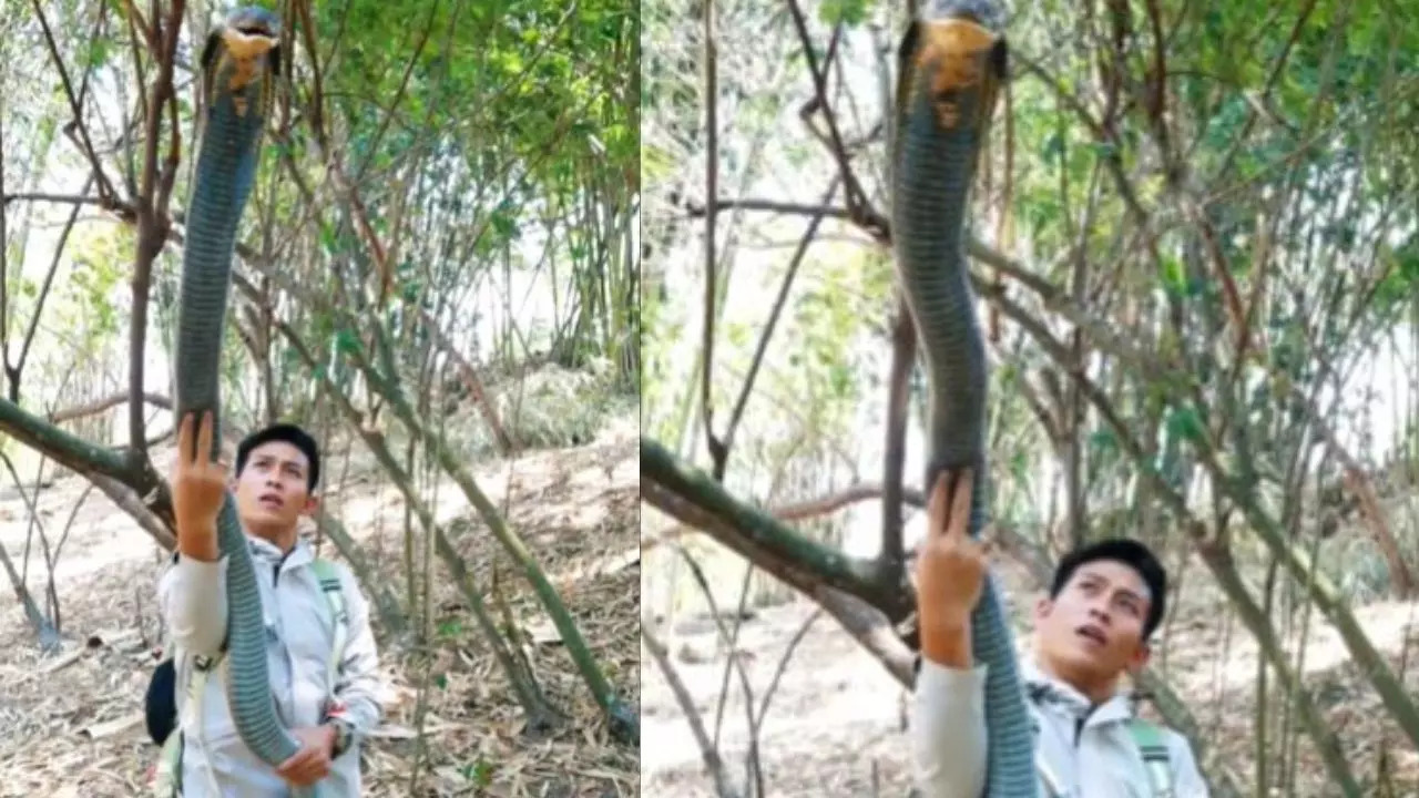 Viral Video Of Man Fearlessly Posing With Massive Cobra Grabs Eyeballs ...