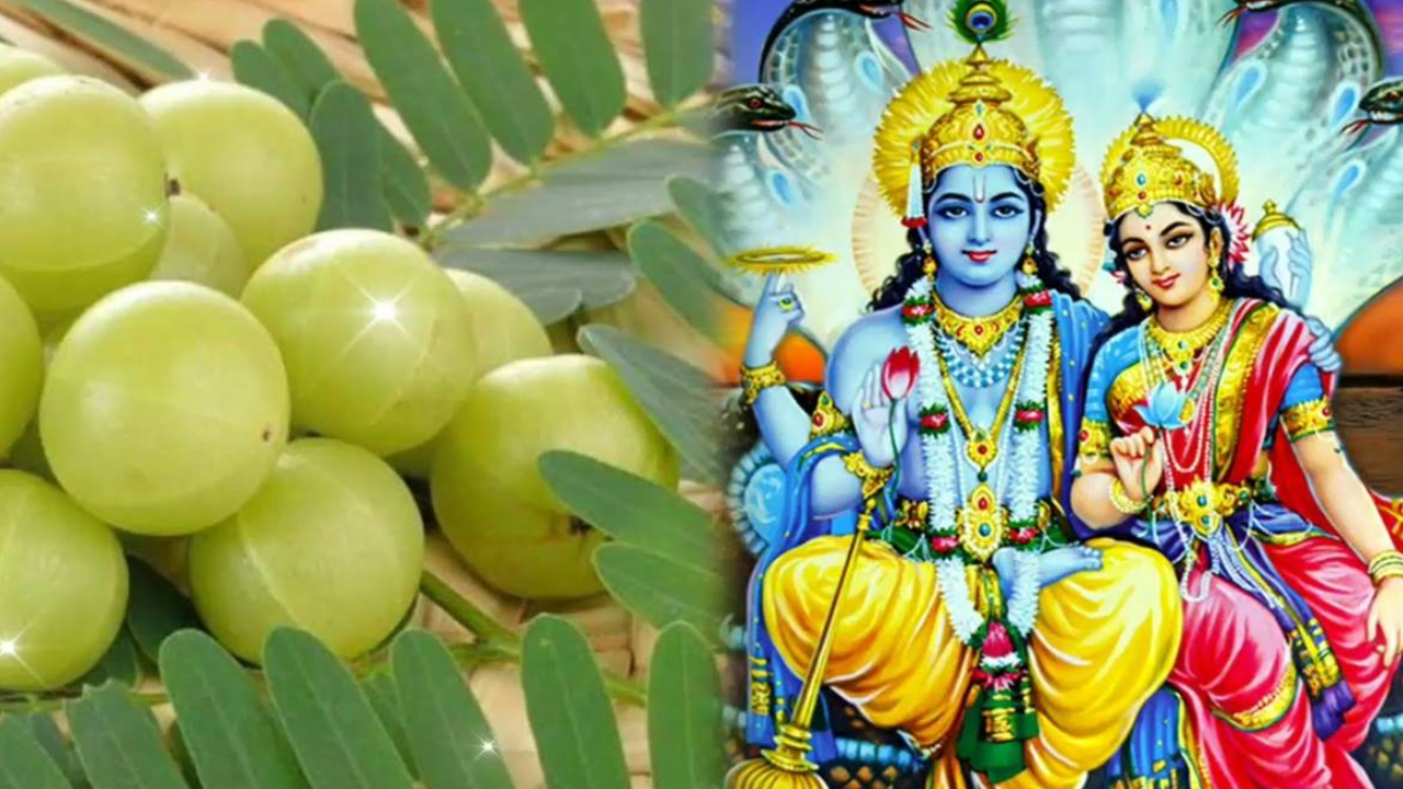 today is akshay navami know the importance of amla tree worship on amka ...