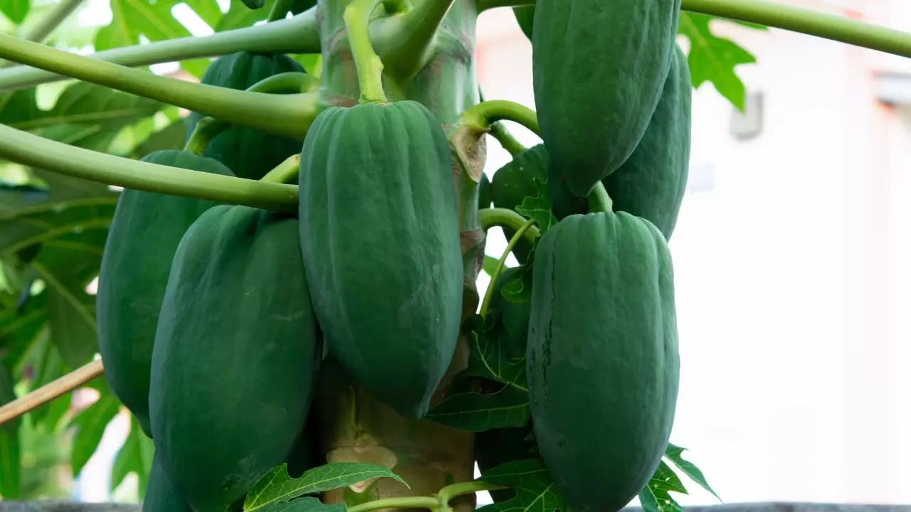 From Immune System To Weight Loss; Health Benefits Of Consuming Raw ...